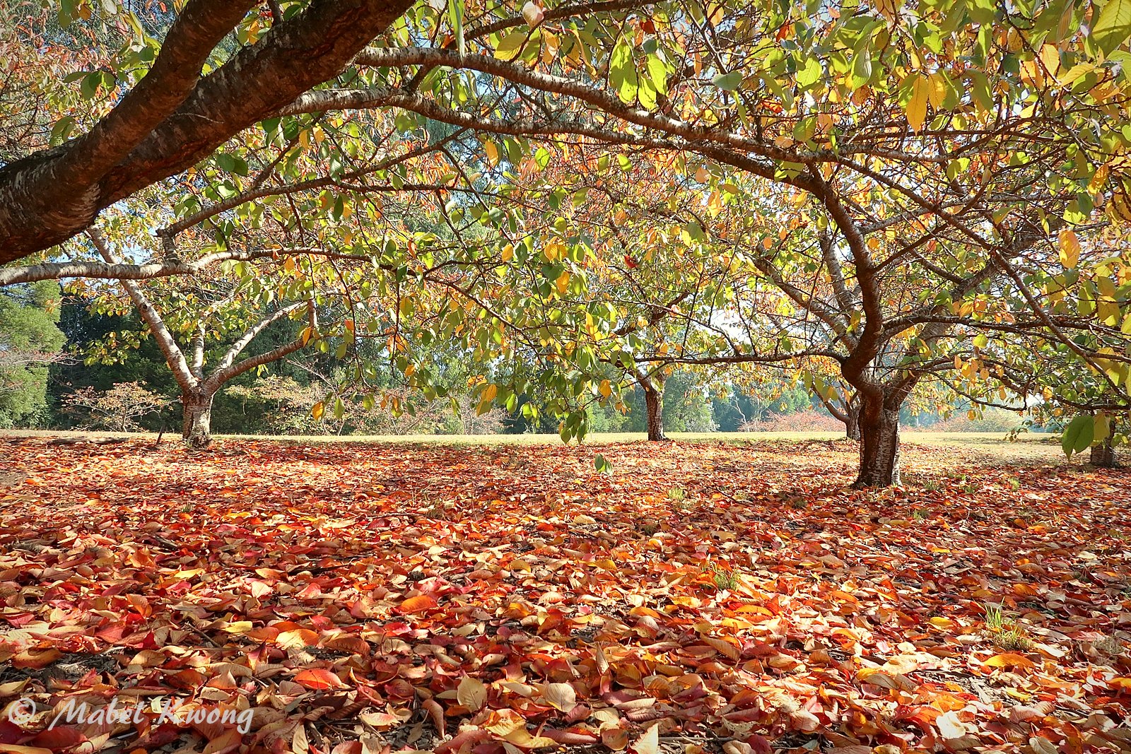 Hot vs Cold Weather: Pros and Cons Comparison – Mabel Kwong