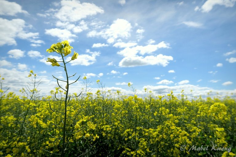 Australia’s National Colours: Green, Gold and More – Mabel Kwong